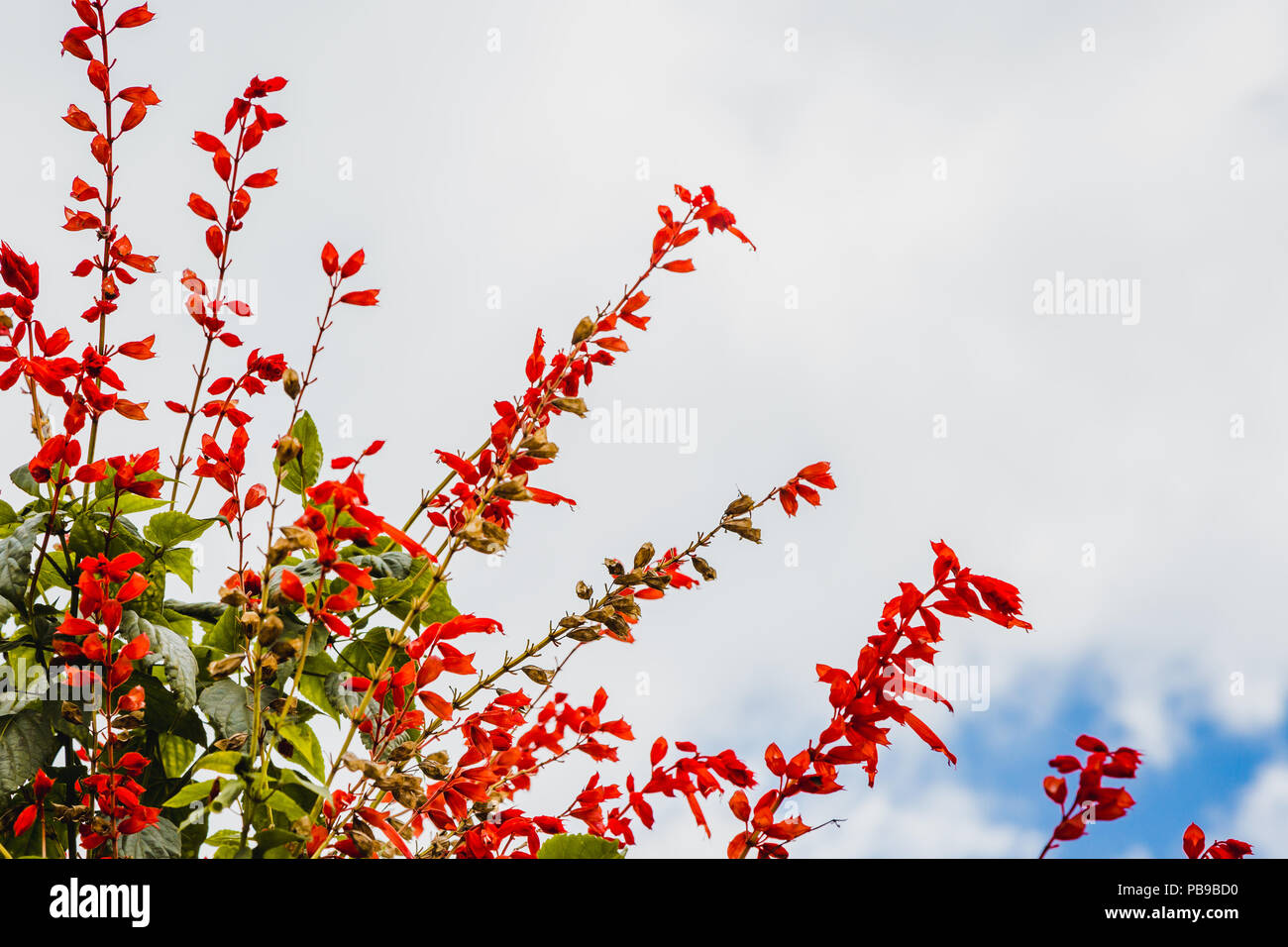 Abstract natural nature Red flowers background spring and summer from ...