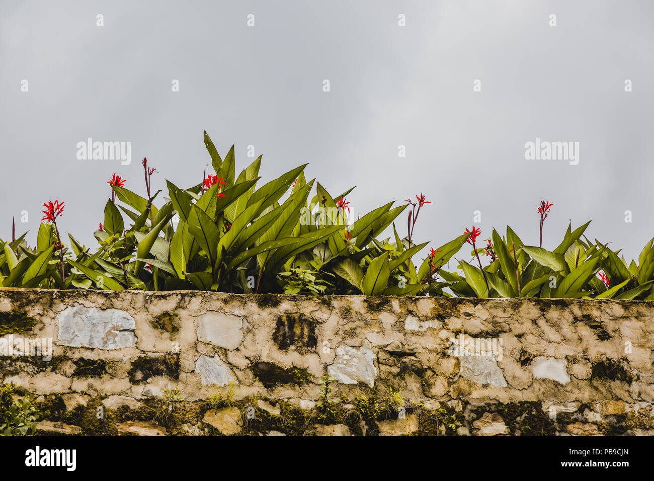 Abstract natural nature Red flowers background spring and summer from ...
