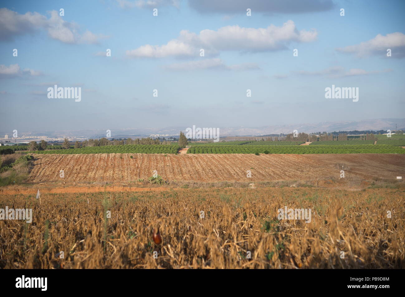 High crop yield wheat hi-res stock photography and images - Alamy