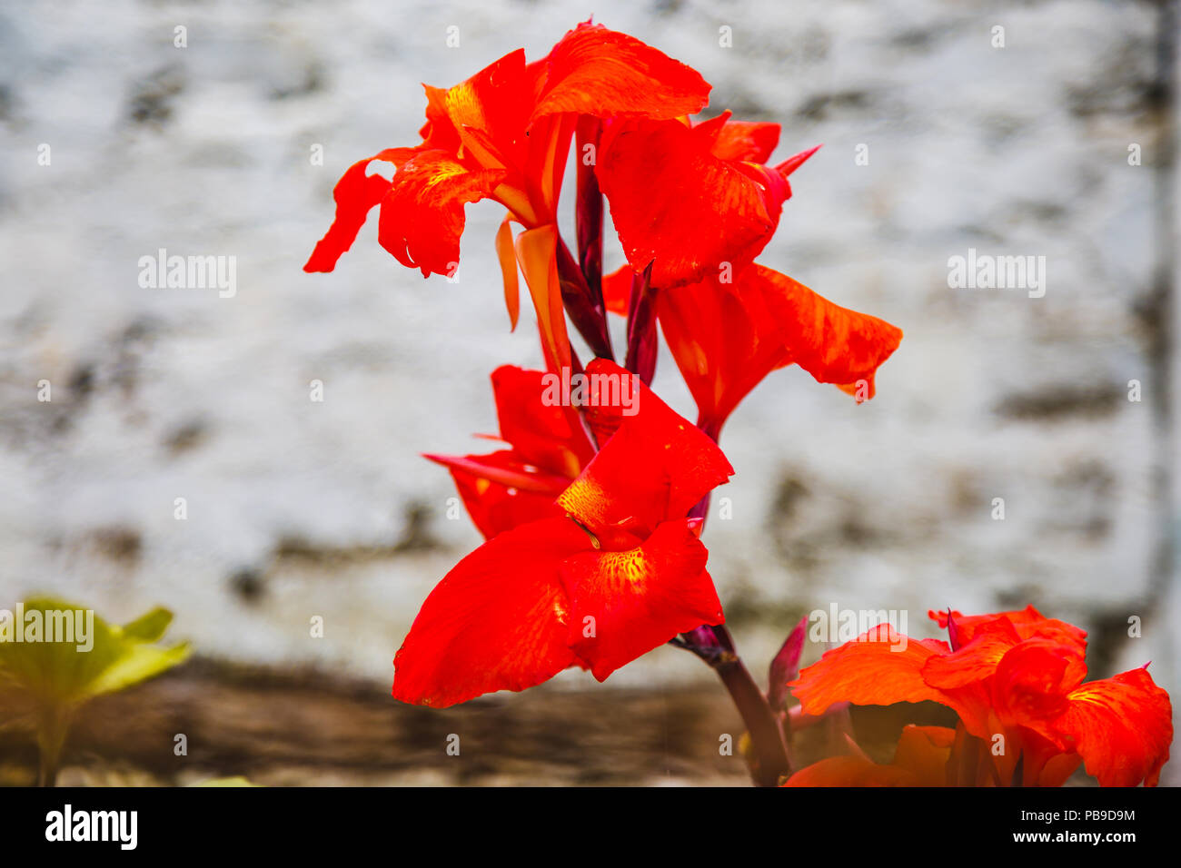 Abstract natural nature Red flowers background spring and summer from ...