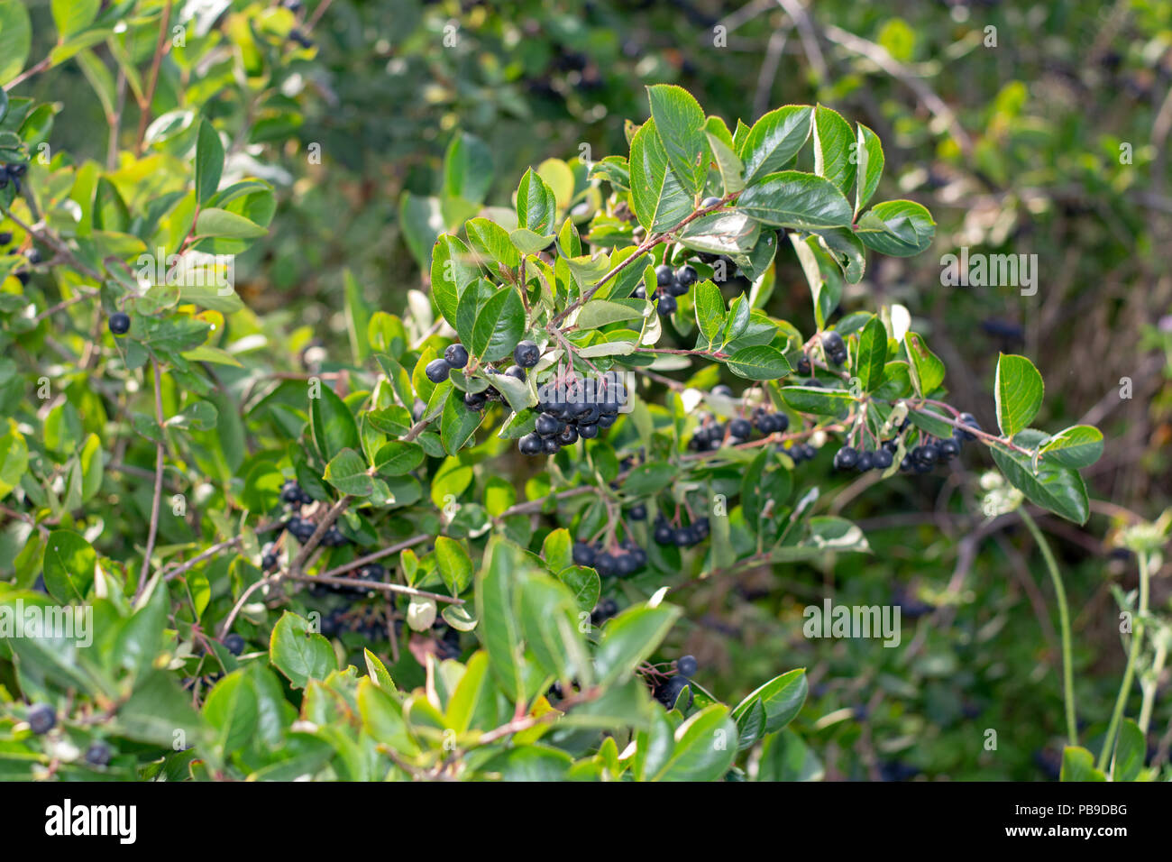 Aronia berries (Aronia melanocarpa, Black Chokeberry) growing in the garden. Branch filled with ...