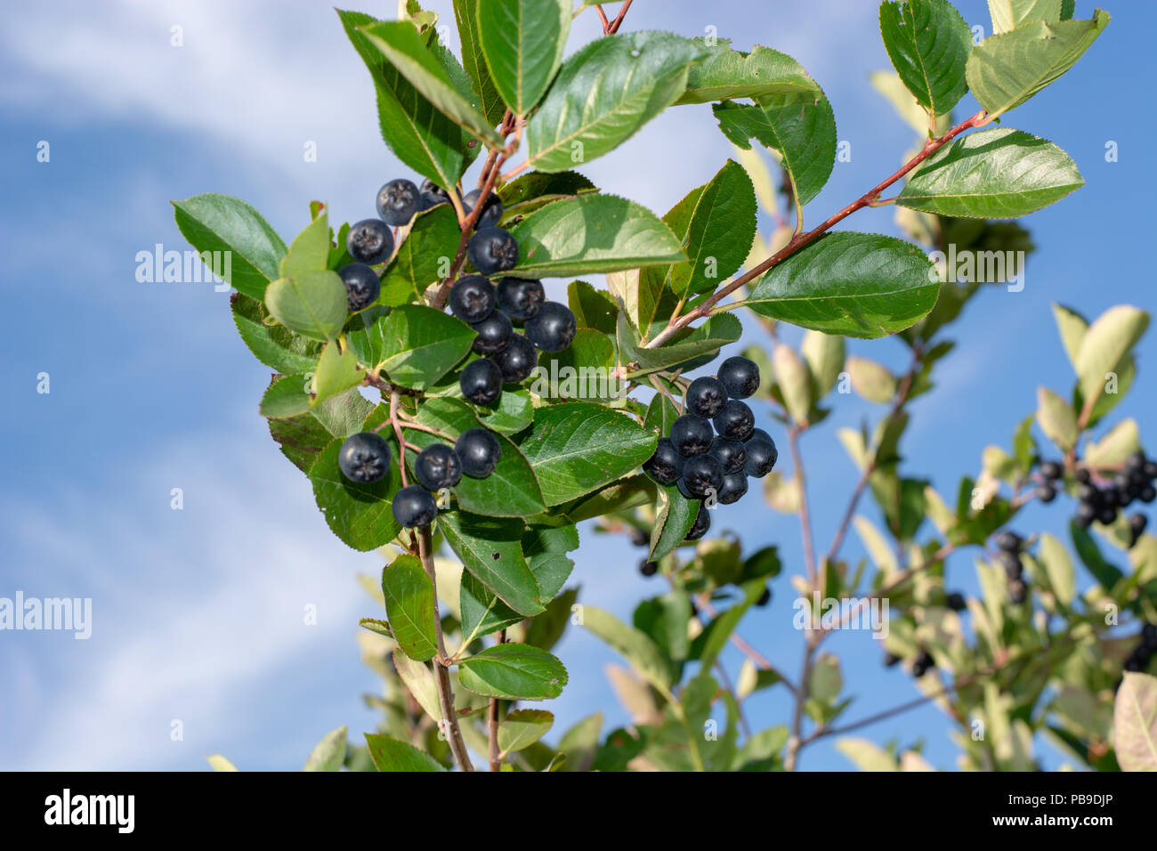 Aronia berries (Aronia melanocarpa, Black Chokeberry) growing in the garden. Branch filled with ...