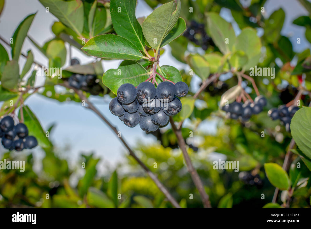 Aronia berries (Aronia melanocarpa, Black Chokeberry) growing in the garden. Branch filled with ...