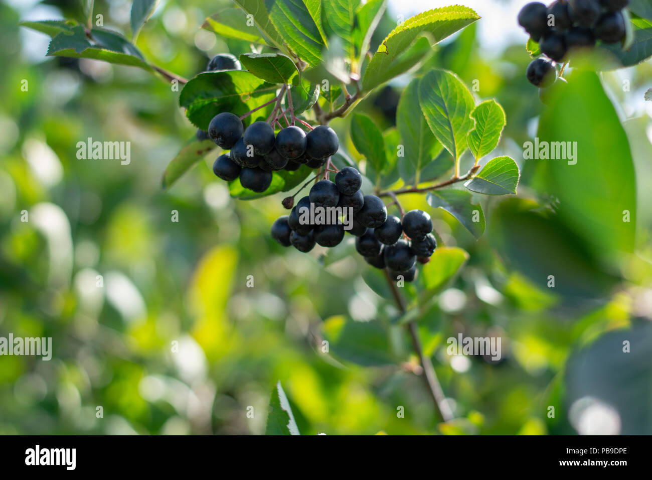 Aronia berries (Aronia melanocarpa, Black Chokeberry) growing in the garden. Branch filled with ...