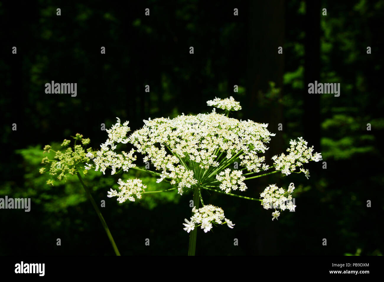 Lanum hi-res stock photography and images - Alamy