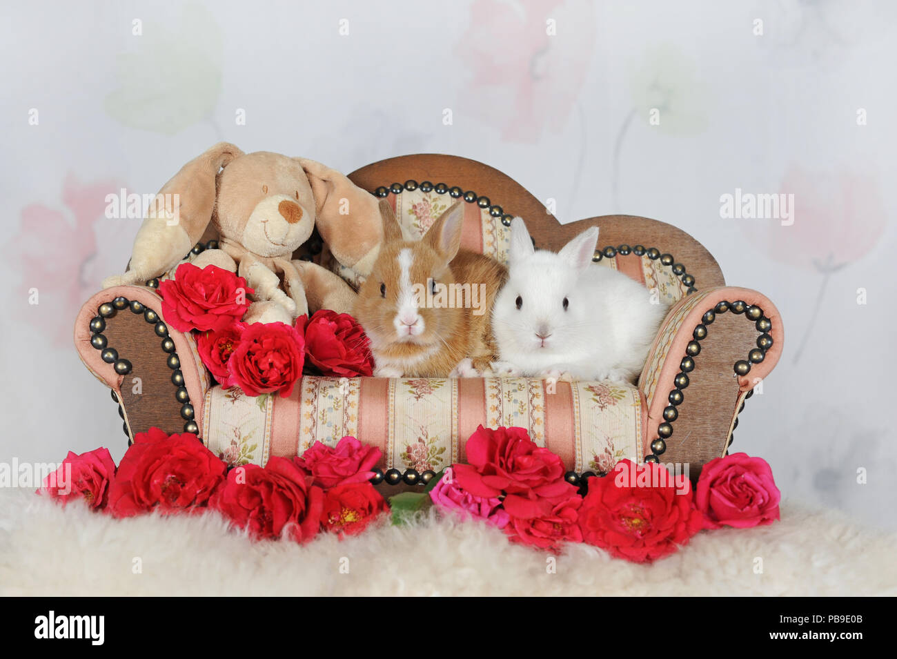 6 weeks old hi-res stock photography and images - Alamy