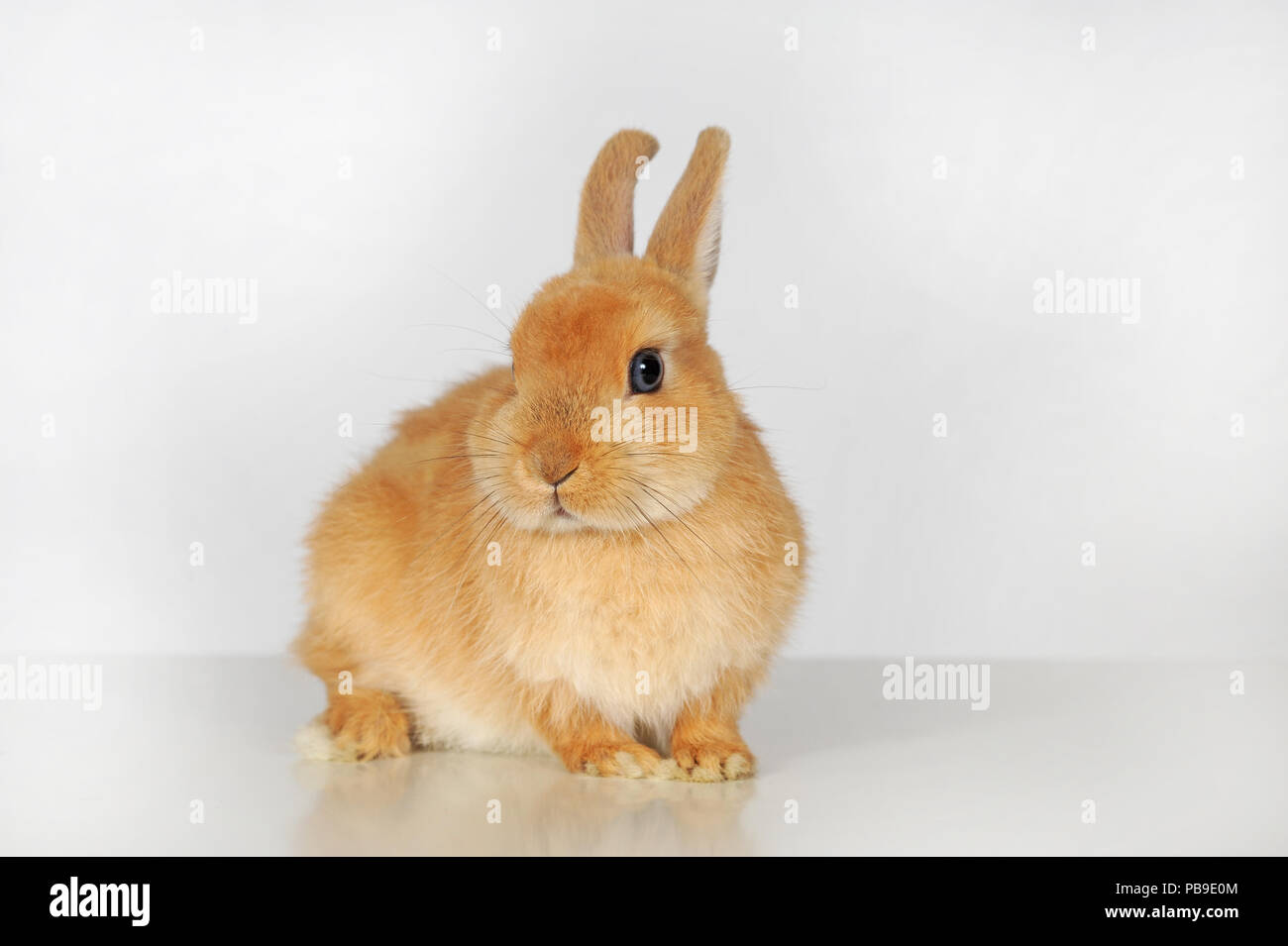 Light brown rabbit hi-res stock photography and images - Alamy