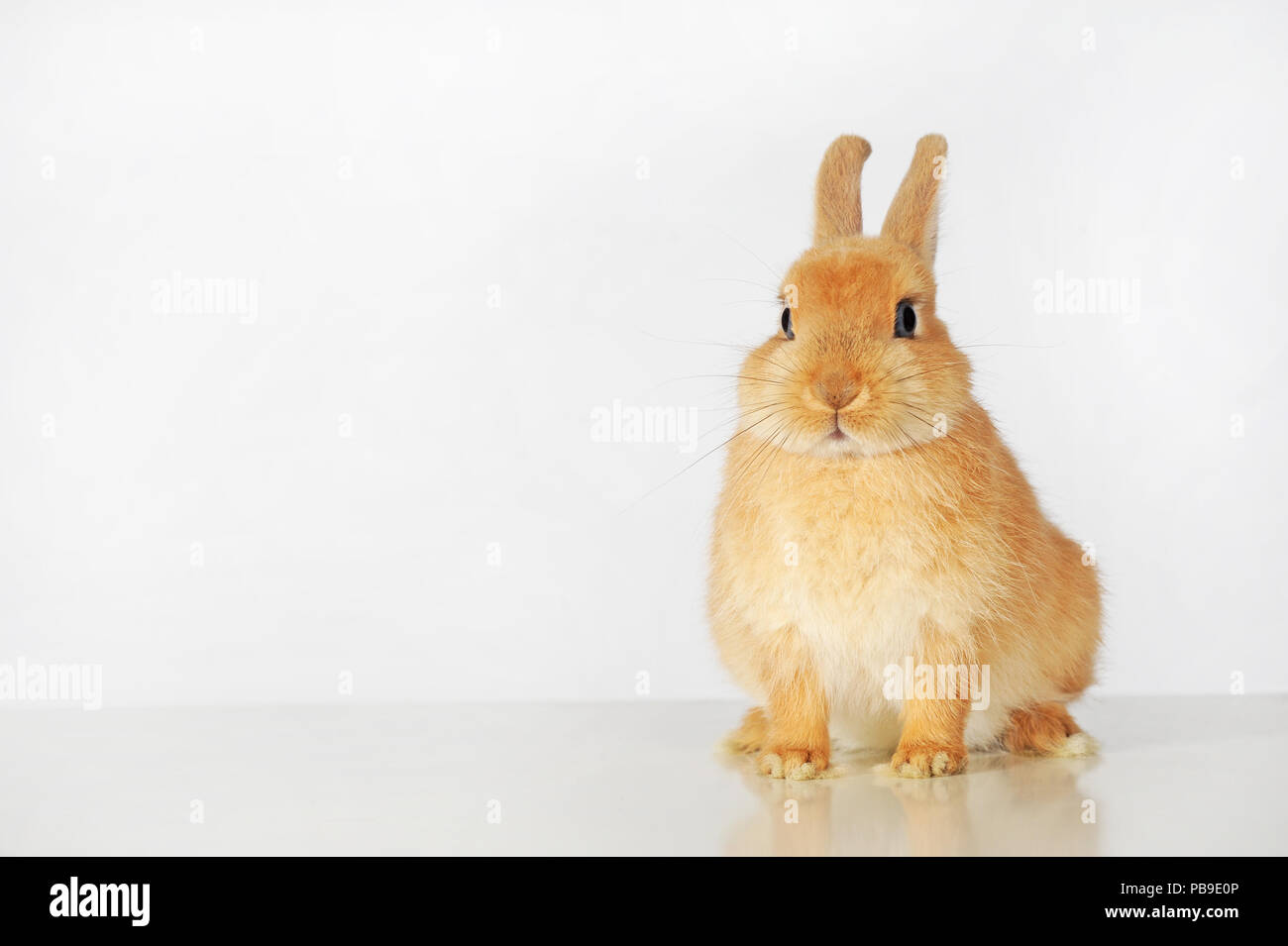 Dwarf rabbit, 12 weeks old, brown, studio shot Stock Photo - Alamy