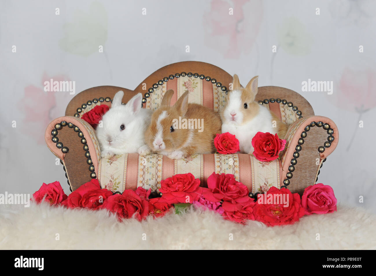 Dwarf rabbit, 6 weeks old, red and white, studio shot Stock Photo - Alamy