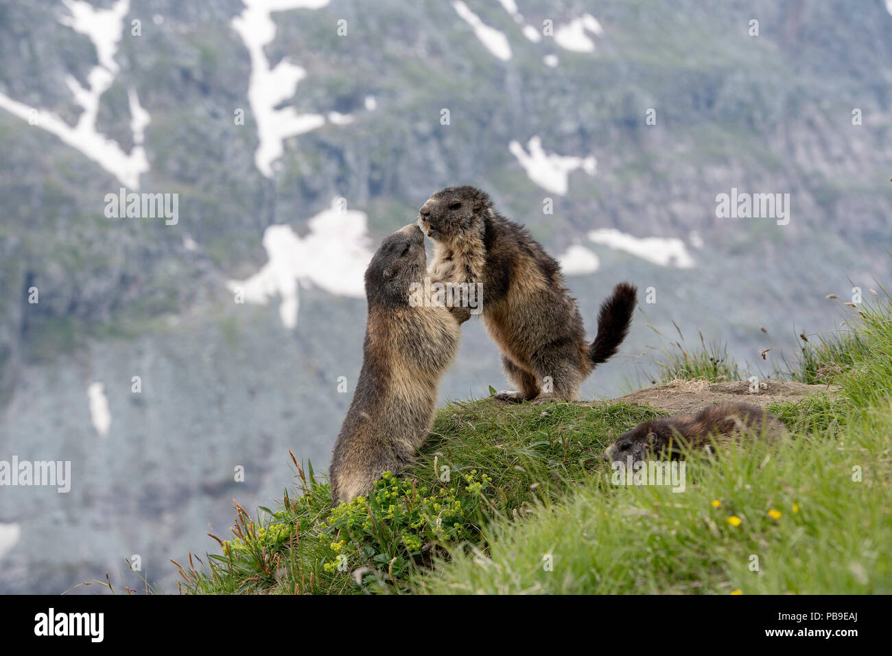 Marmot fight hi-res stock photography and images - Alamy