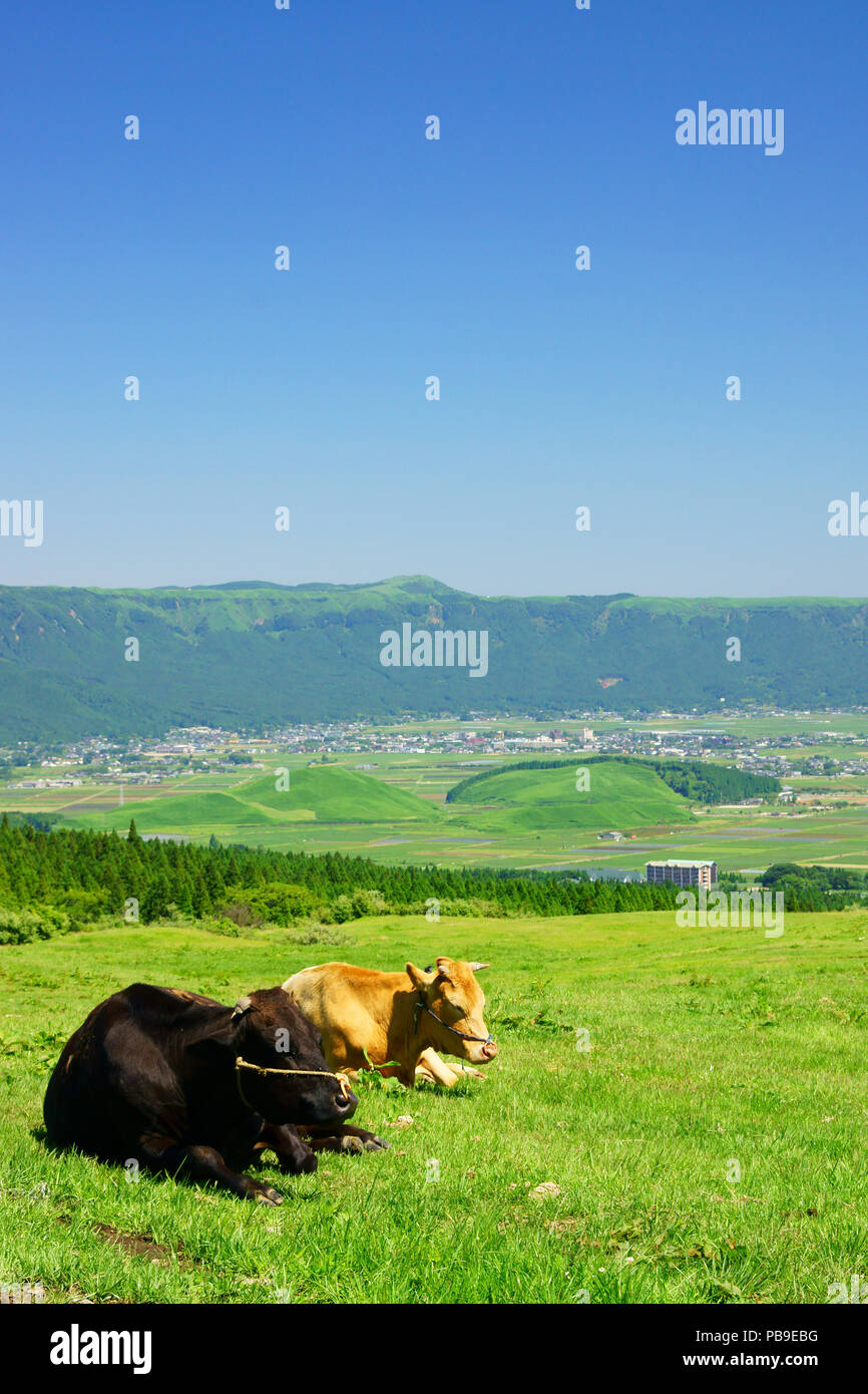 Cow in Aso, Kumamoto Prefecture, Japan Stock Photo - Alamy
