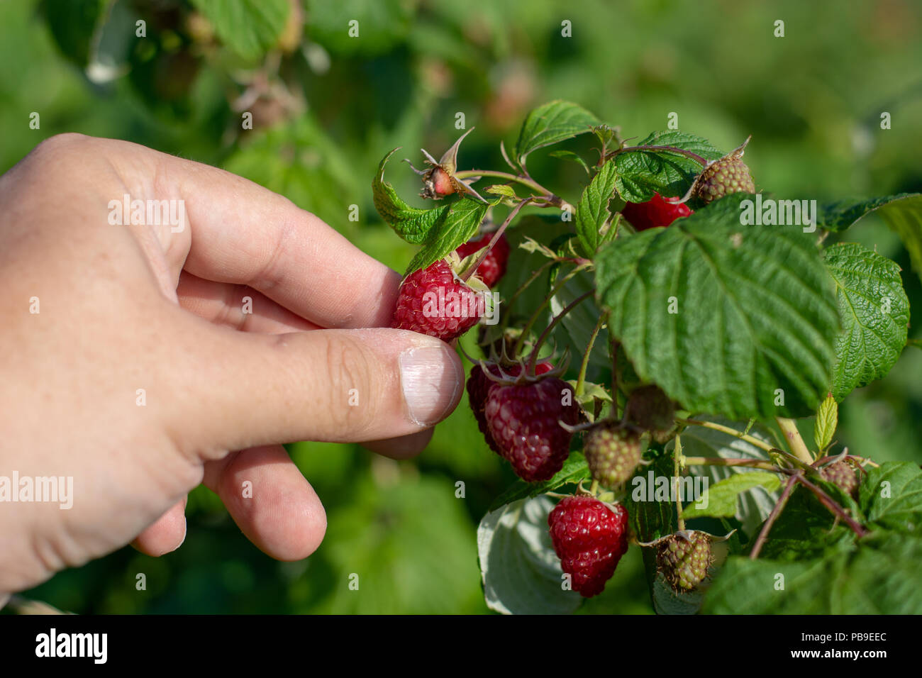 Raspberry picking field hi-res stock photography and images - Alamy