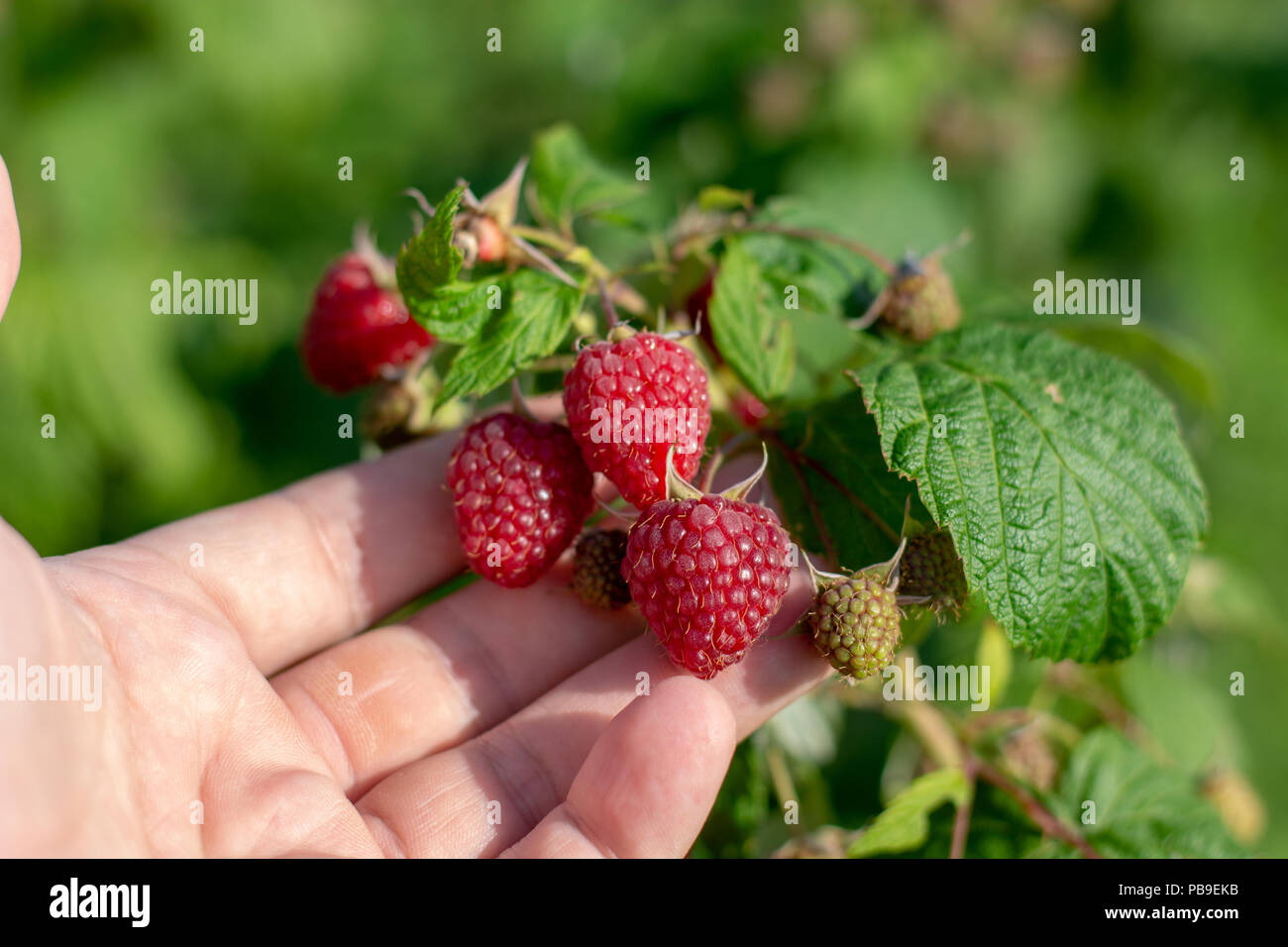 Raspberry picking. Male hands gathering organic raspberries. Selective ...