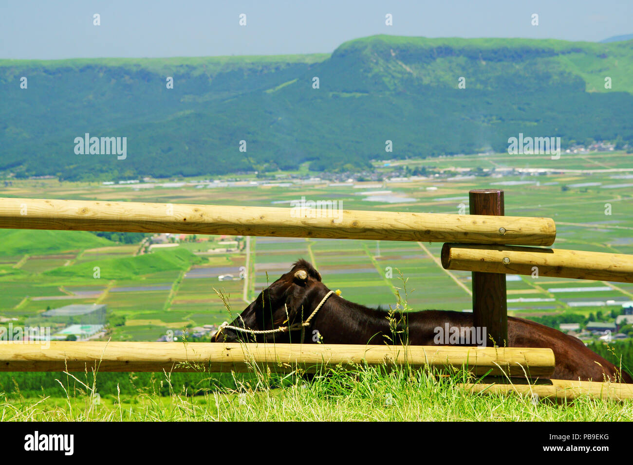 Japan rice field cow hi-res stock photography and images - Alamy