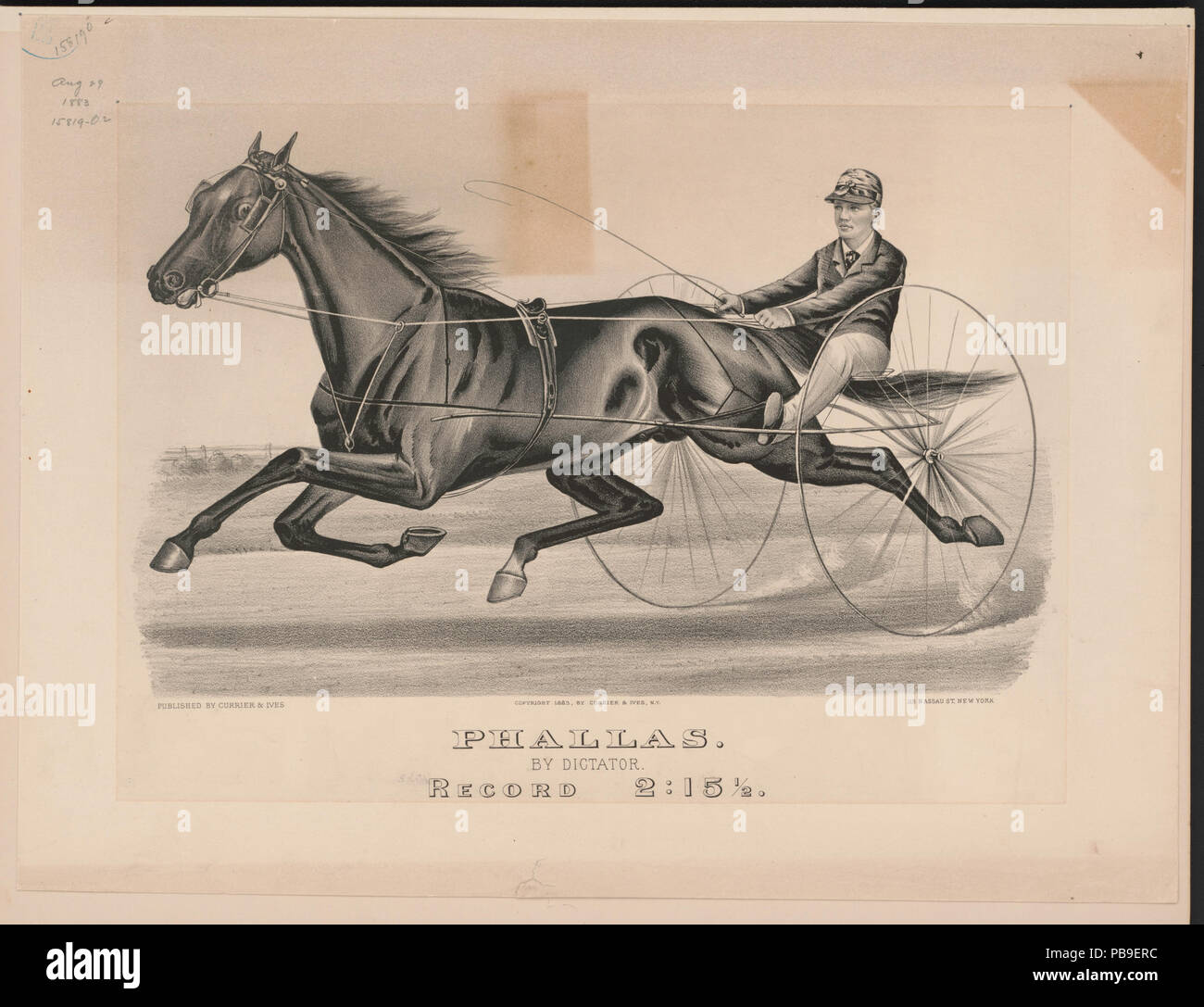 Phallas hi-res stock photography and images - Alamy