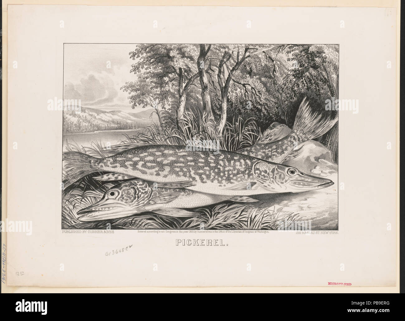 Pickerel fish hi-res stock photography and images - Alamy