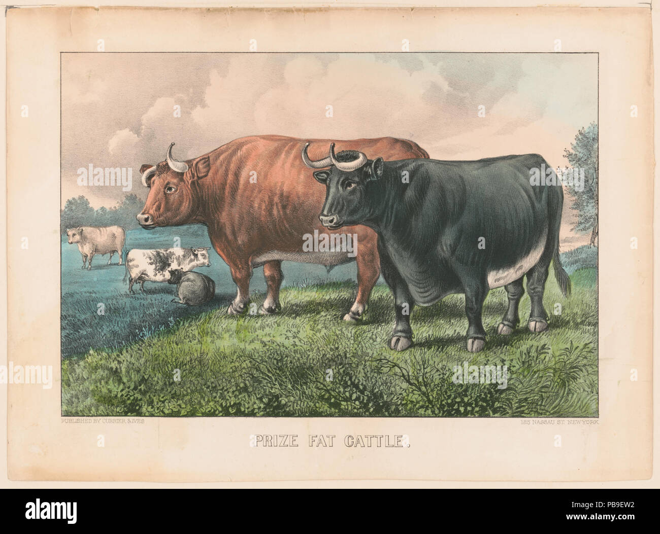 Fat cattle hi-res stock photography and images - Alamy