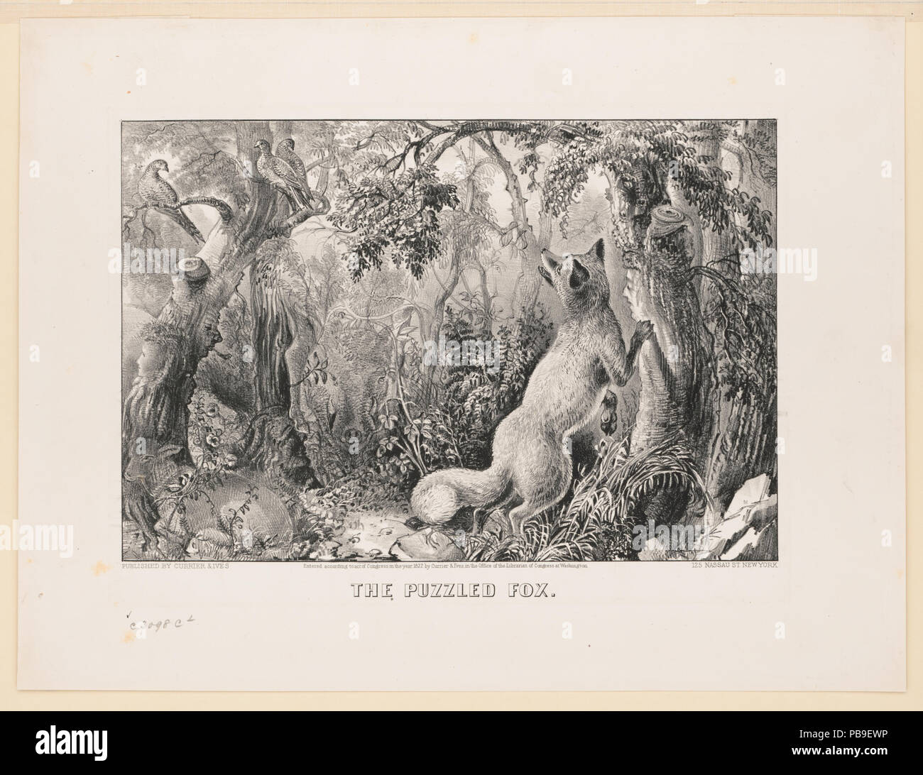 The fox and the wild boar hi-res stock photography and images - Alamy