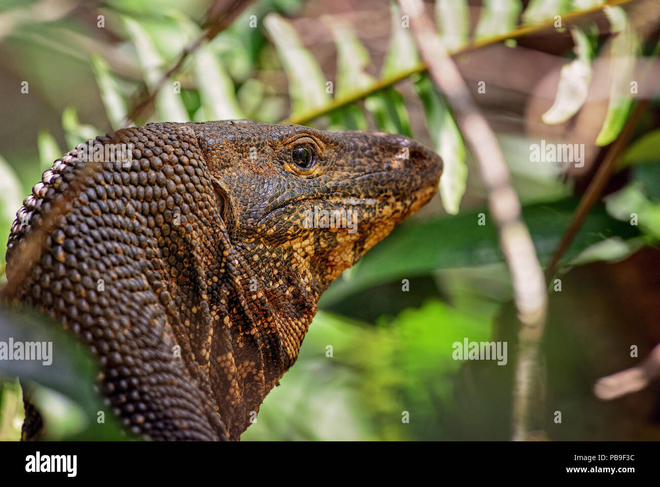 Asia malaysia monitor lizards varanus hi-res stock photography and ...