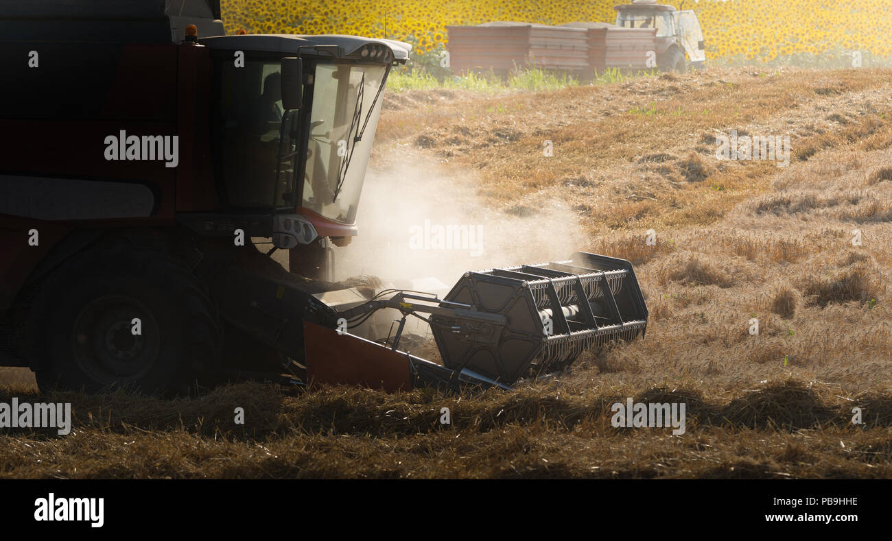Harvesting of wheat field in summer Stock Photo - Alamy