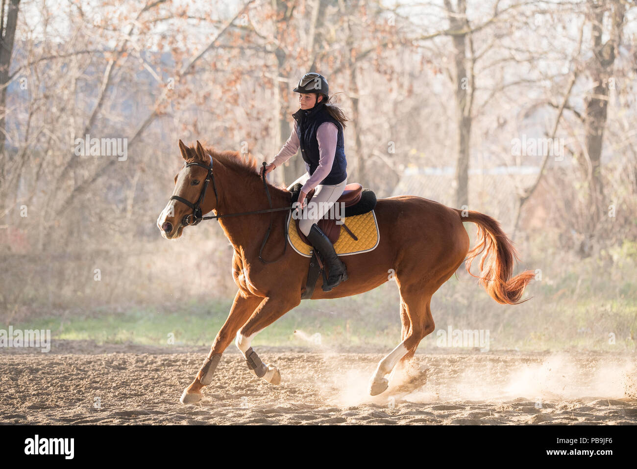 Young pretty girl riding a horse Stock Photo - Alamy
