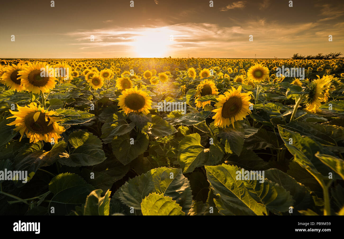 Sunflower in the sunflower field Stock Photo - Alamy