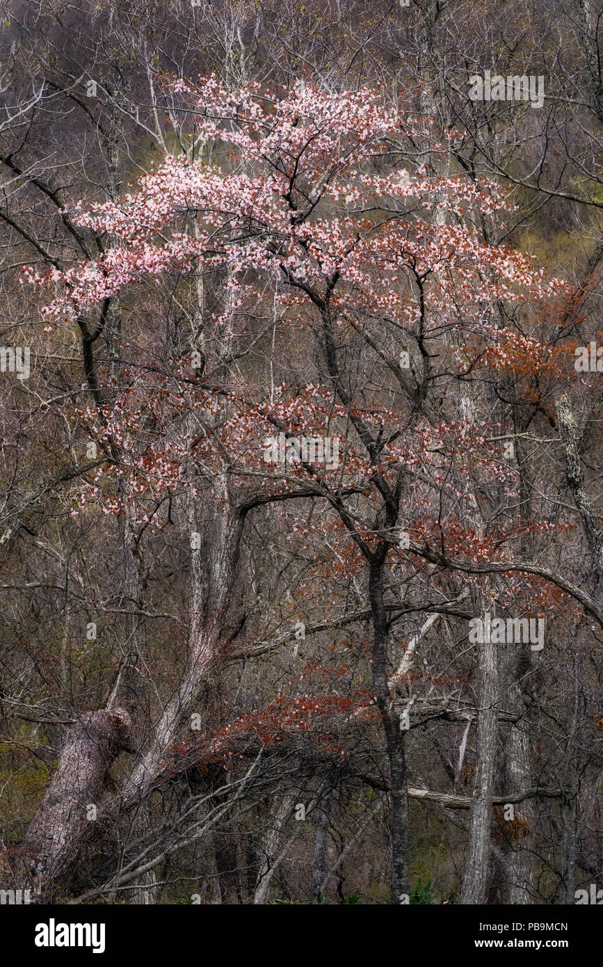 Cherry Blossoms in Forest Stock Photo - Alamy