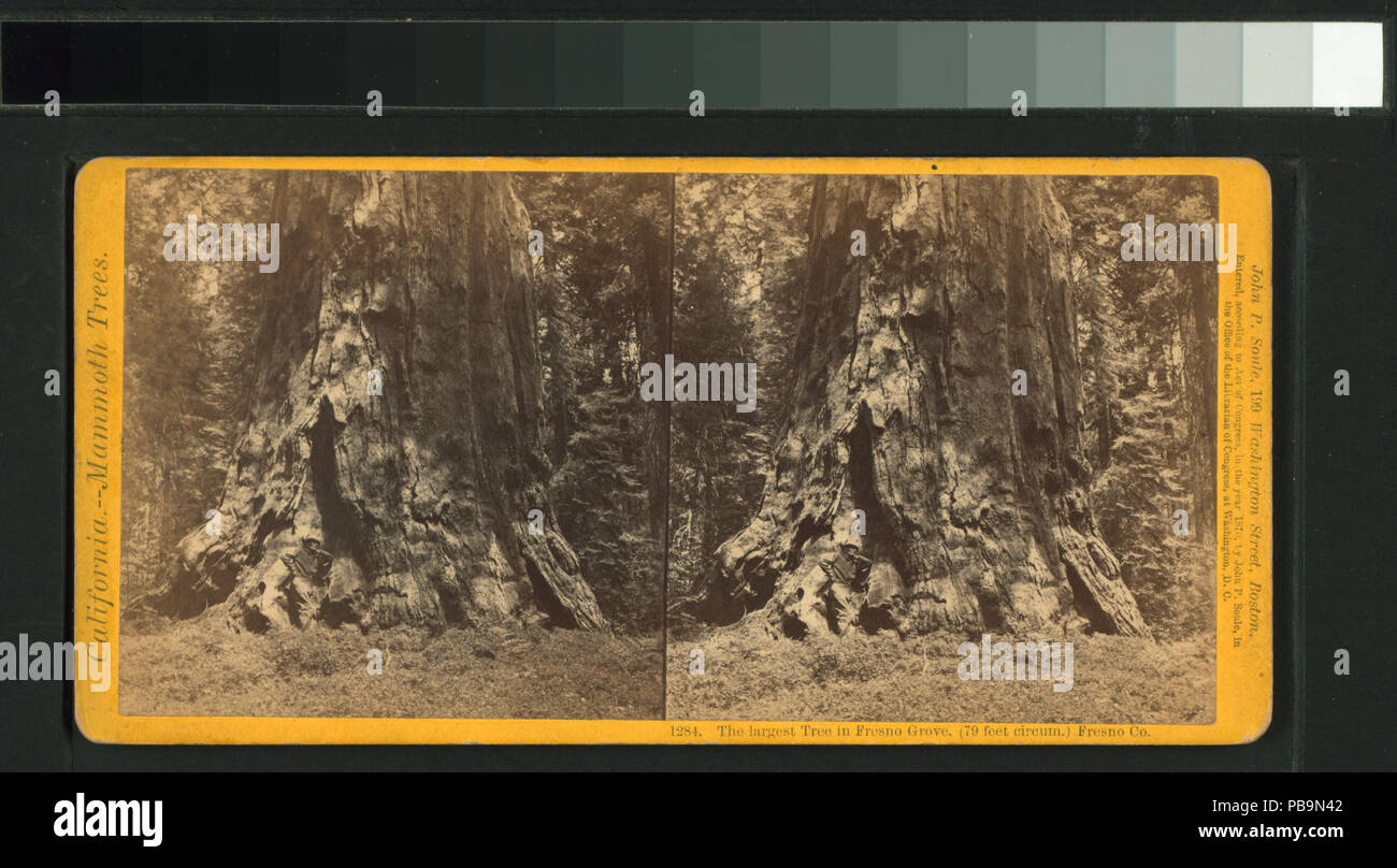 1649 The largest tree in Fresno Grove, (79 feet circum.) Fresno Co ...