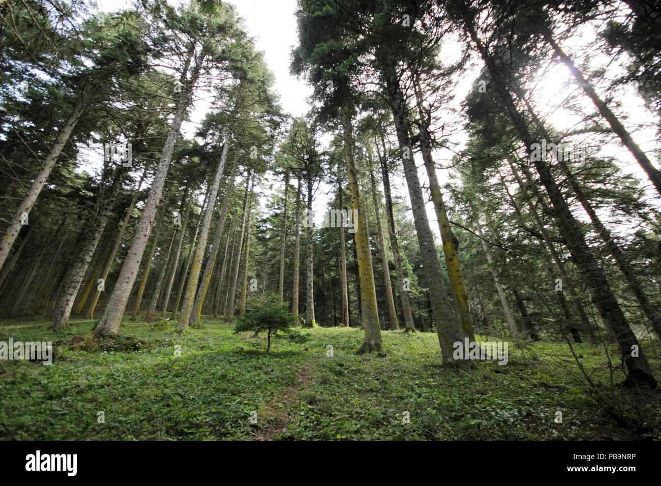 Tree underground branches hi-res stock photography and images - Alamy