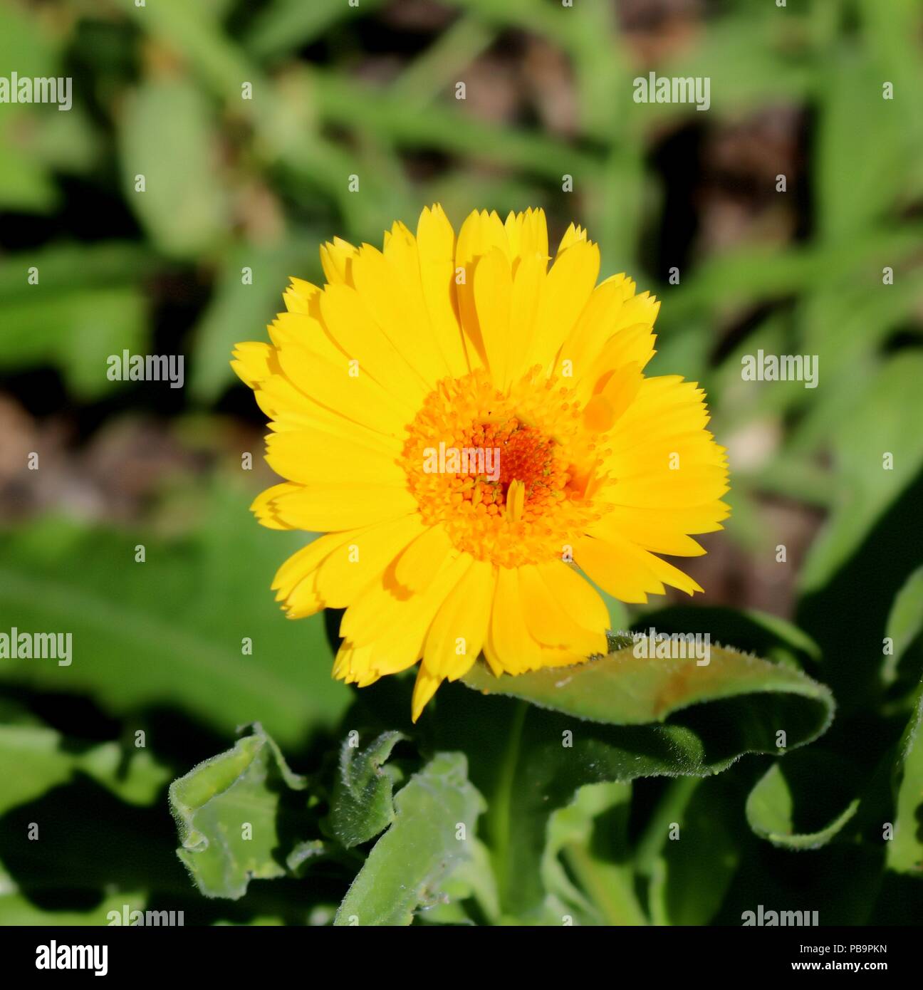 Bright Yellow Calendula in Full Sunlight, Blossom, Close-up Stock Photo ...