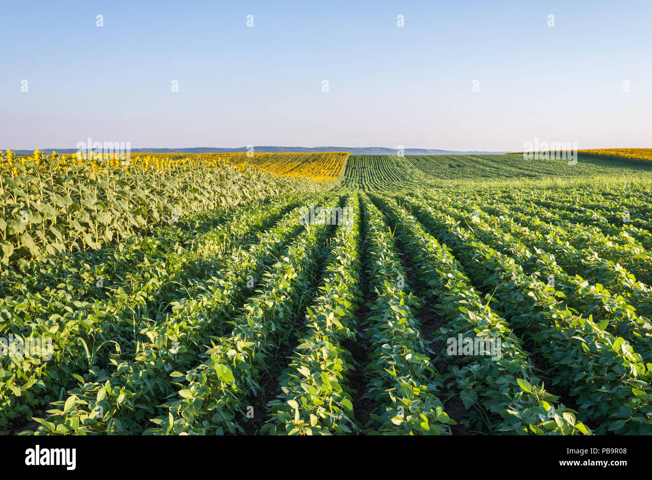 Soybean Field Rows in summer Stock Photo - Alamy
