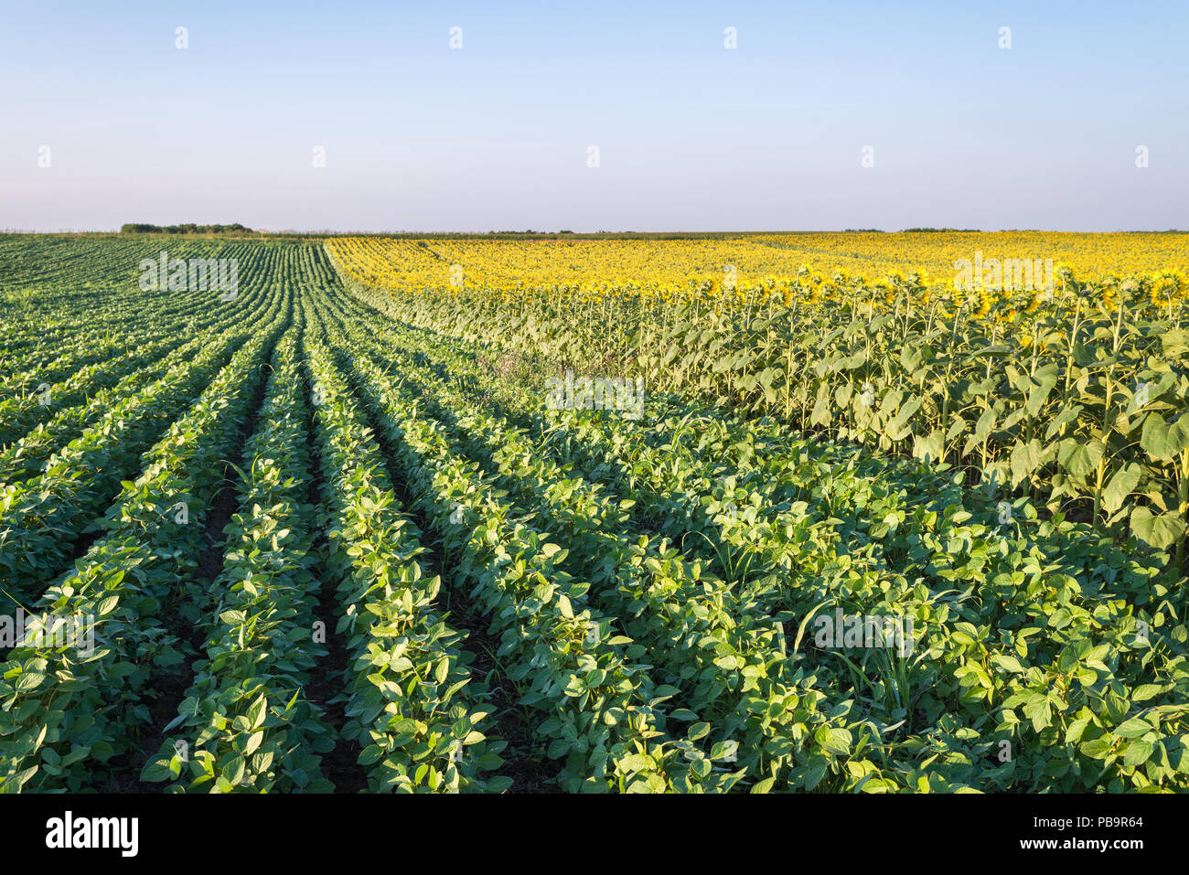 Soybean Field Rows in summer Stock Photo - Alamy