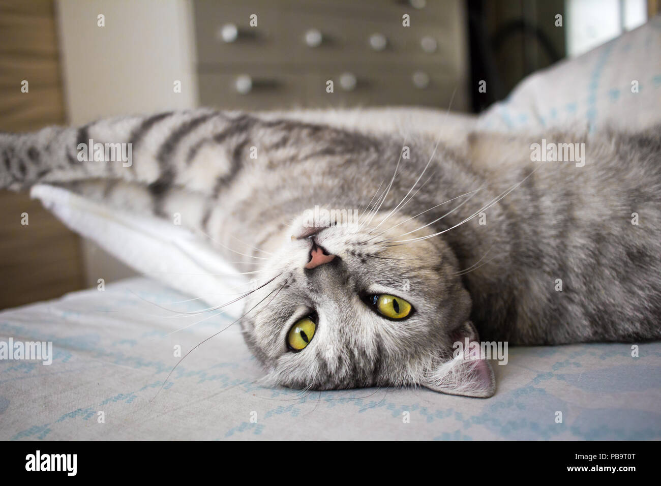 Fuzzy kitty cat stretching hi-res stock photography and images - Alamy