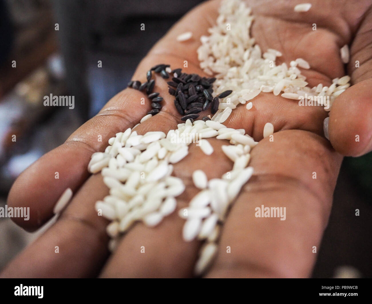Man Hand Rice Harvest Rice Stock Photos & Man Hand Rice Harvest Rice ...