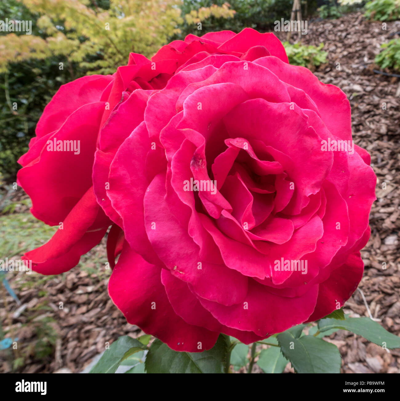 Hybrid tea rose garden hi-res stock photography and images - Alamy