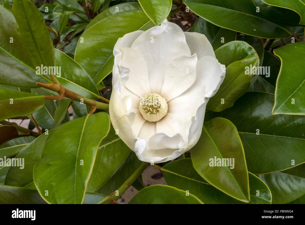 Large fragrant flower and glossy leaves of Magnolia Grandiflora ...