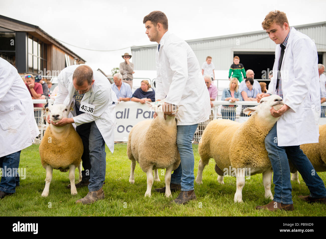 Farmers displaying their North Country Cheviot prize sheep in ...