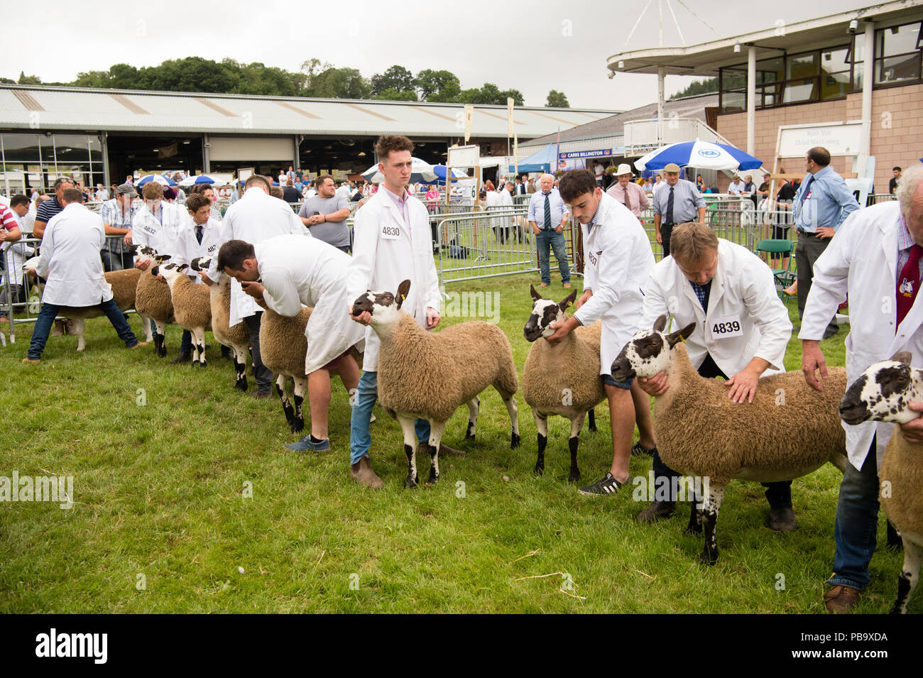 Farmers displaying their prize Welsh Mule sheep in competition at The ...