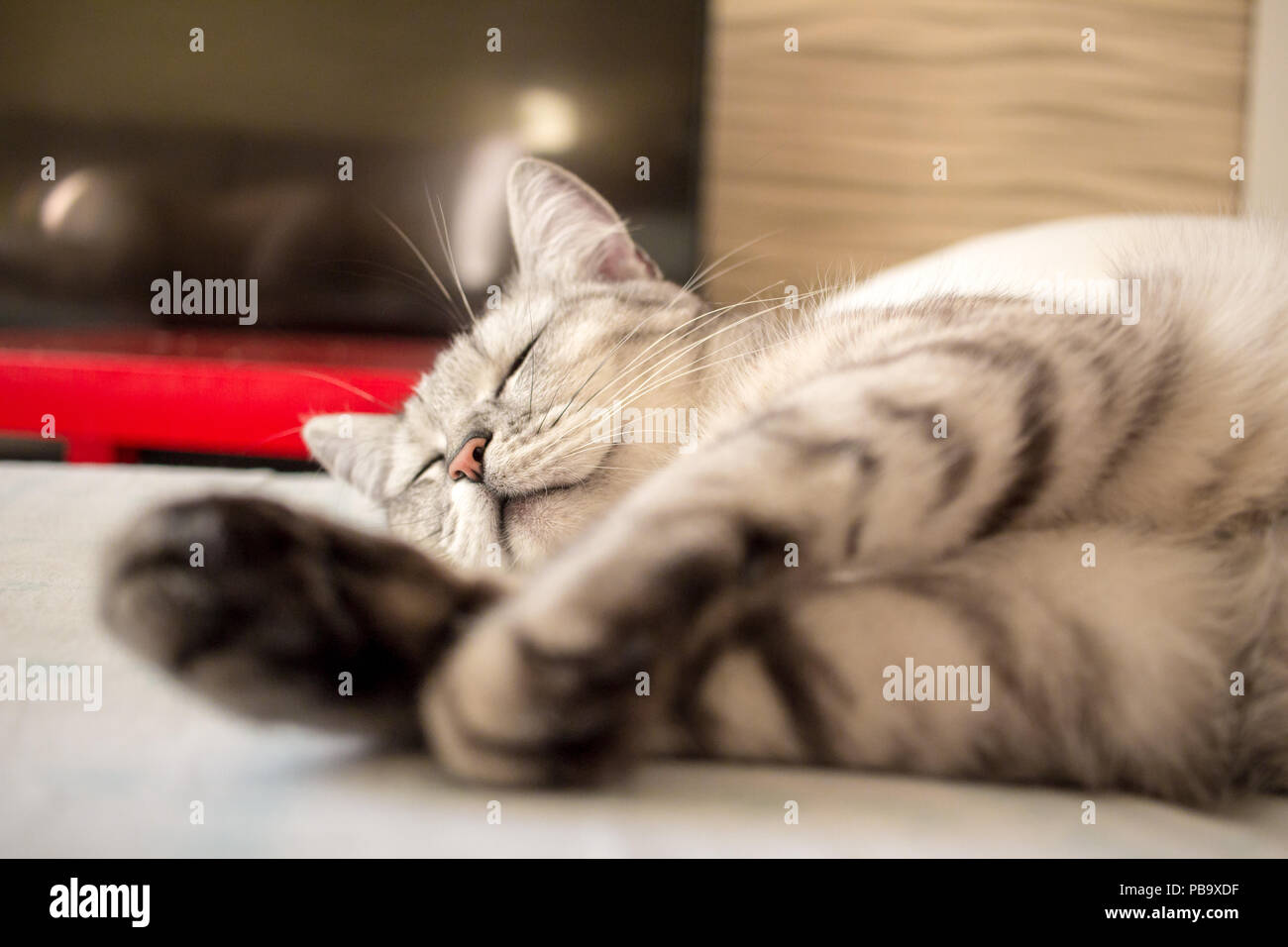Cute sleeping gray scotish cat lying on pillow Stock Photo - Alamy