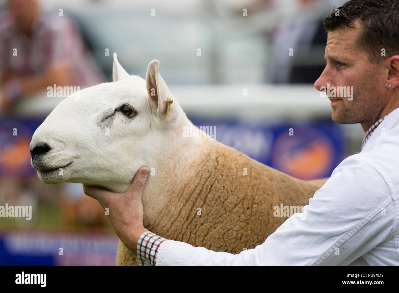Farmers displaying their North Country Cheviot prize sheep in ...