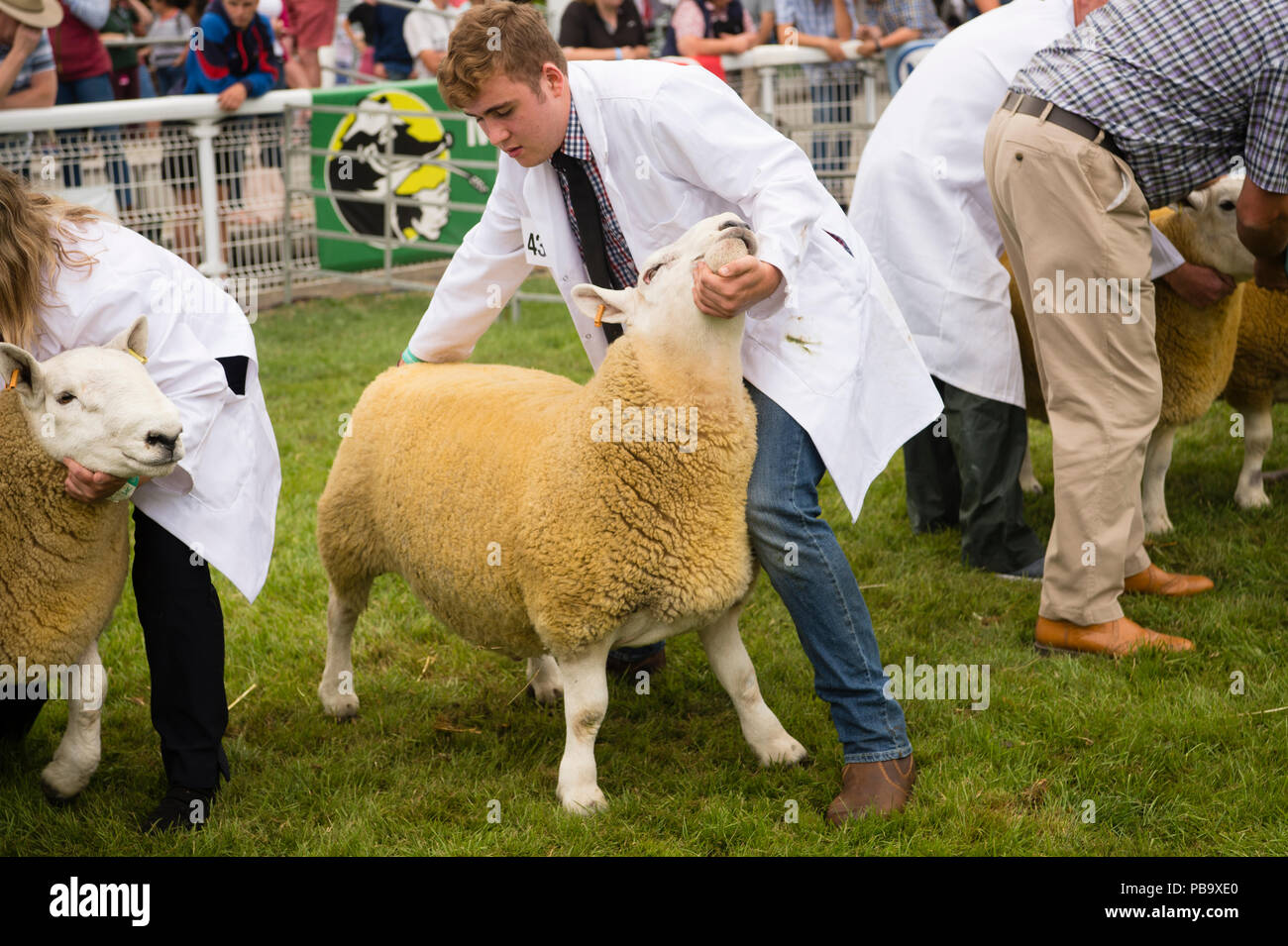 Farmers displaying their North Country Cheviot prize sheep in ...