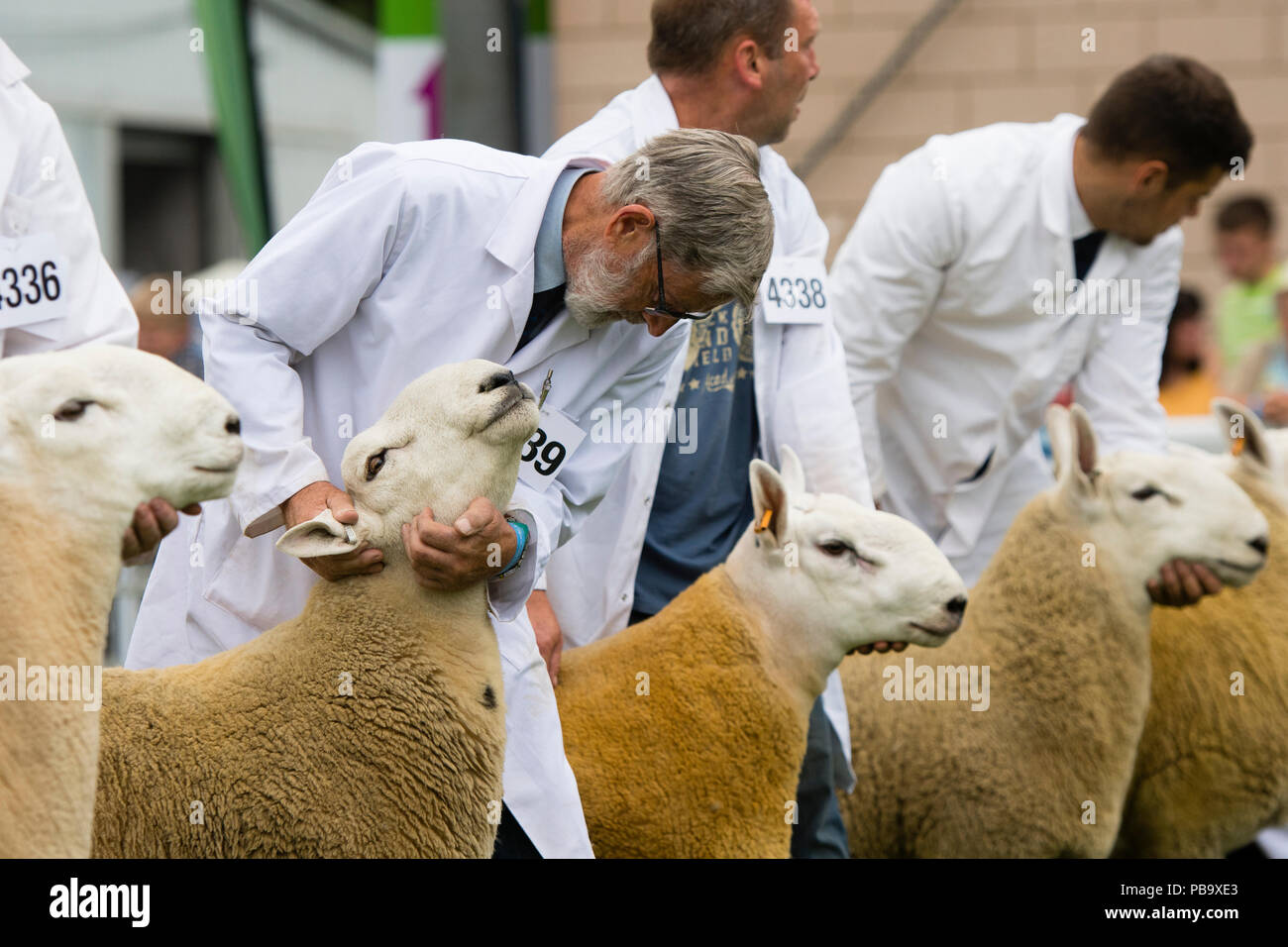 Farmers displaying their North Country Cheviot prize sheep in ...