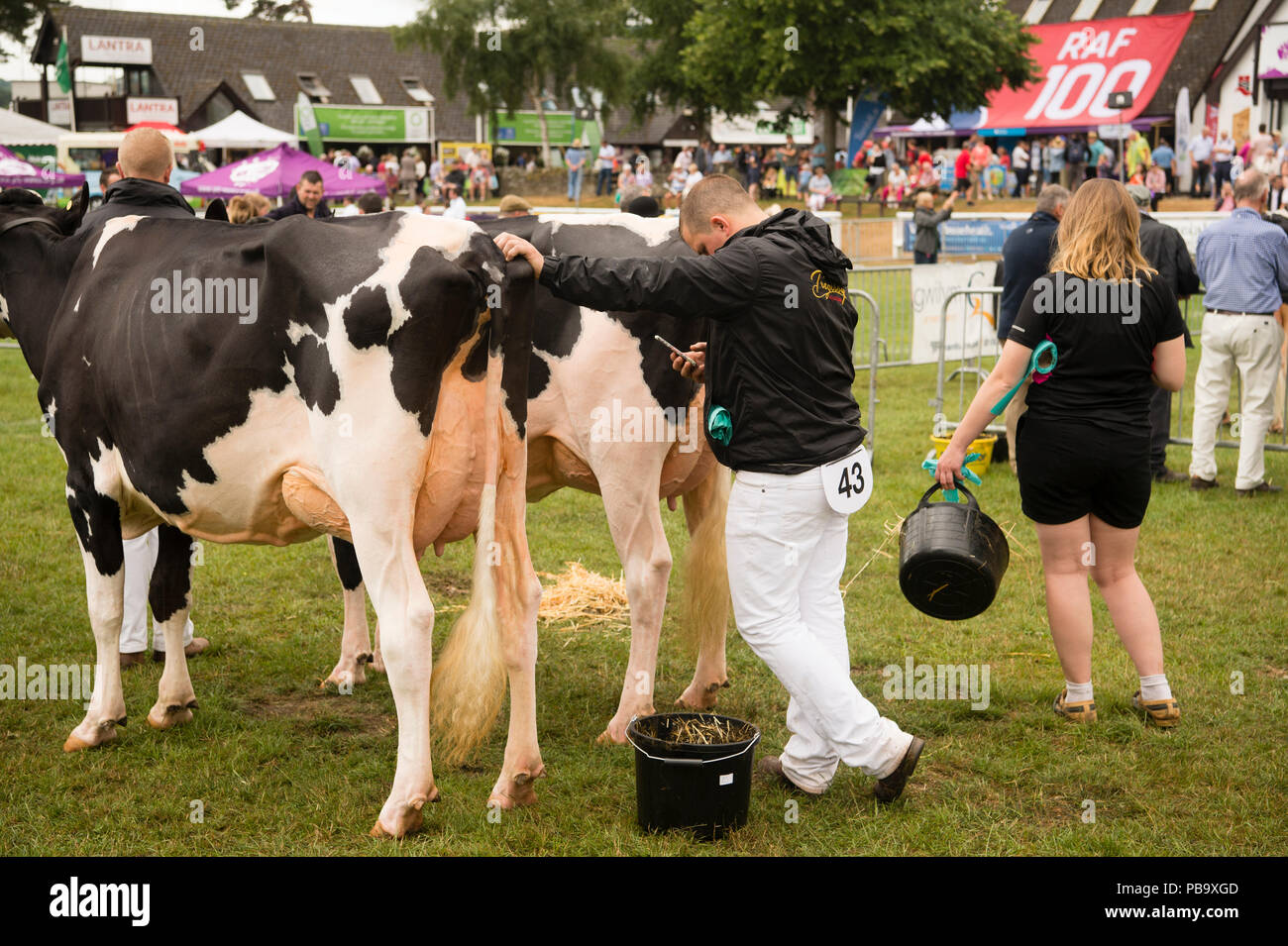 Royal welsh show dairy cattle hi-res stock photography and images - Alamy