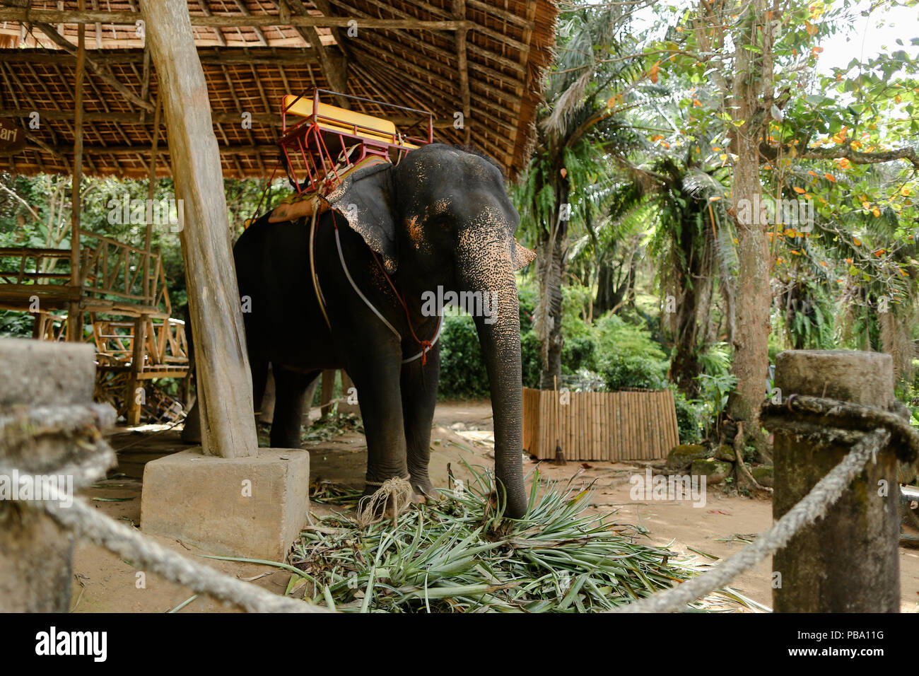 Domesticated and tied grey elephant standing with saddle Stock Photo ...
