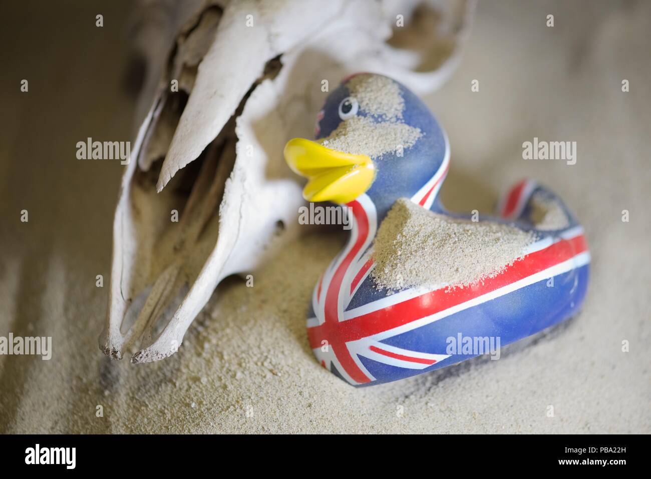 British drought: a sheep's skull and a rubber duck printedwith a union ...