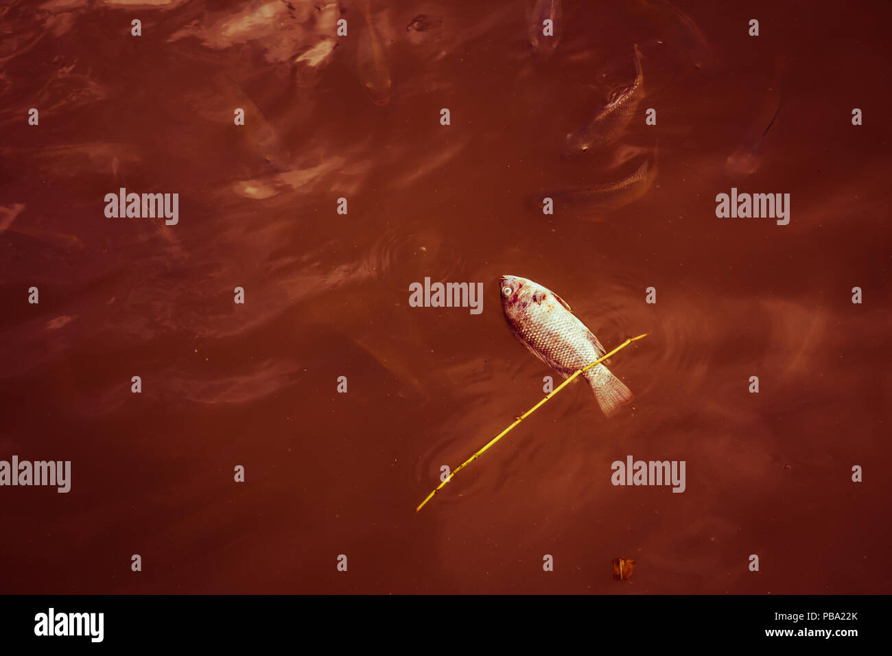 fish dead in the river from waste water pollution in industrial lake ...