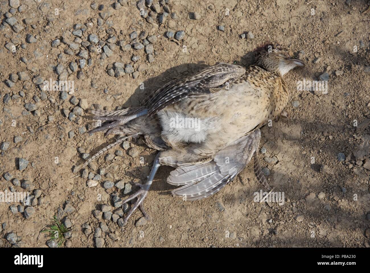 Road kill: a young pheasant's life shortened following an encounter ...