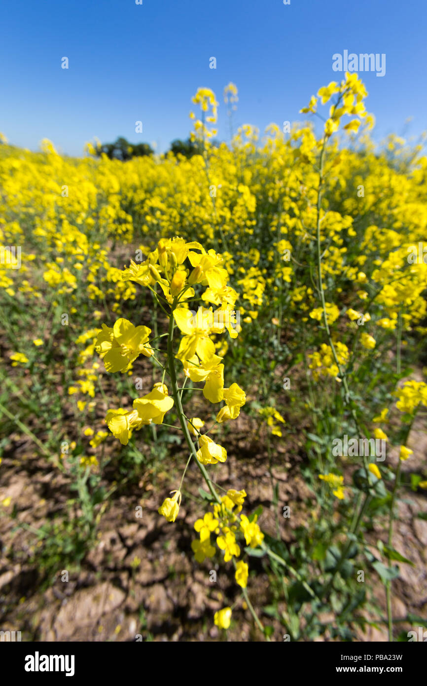Village of Coddington, Cheshire, England. Picturesque view of rapeseed ...