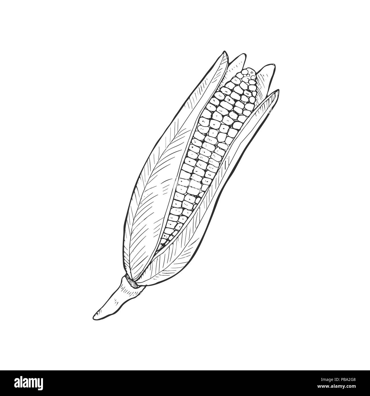 Hand drawn bbq corn isolated on white background. Vector illustration ...