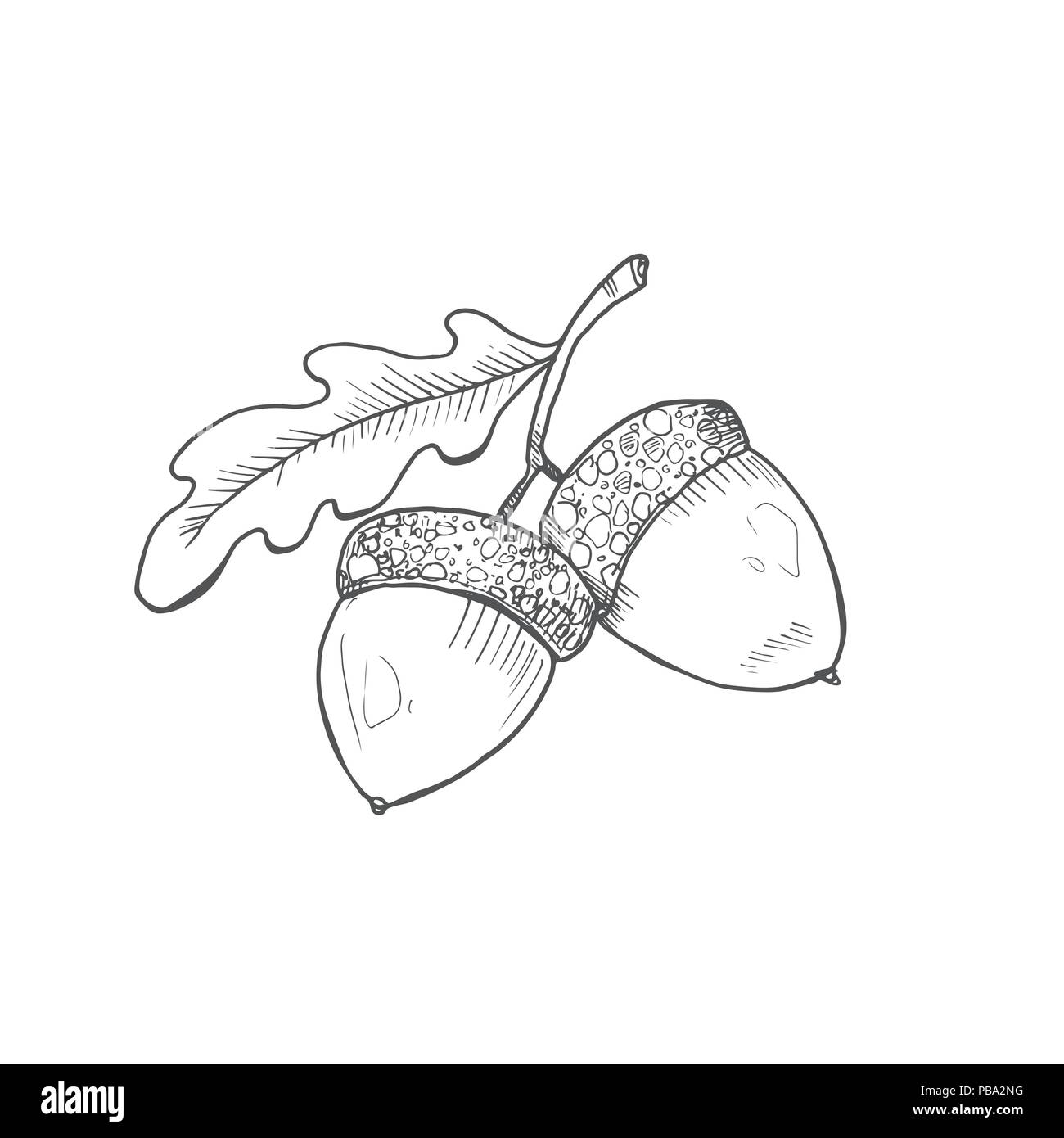 Acorn vector illustration. Acorn sketch isolated on white background ...